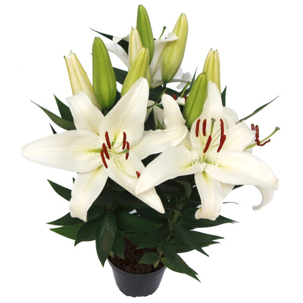 Green Fruit | LIRIO VARIADO P16