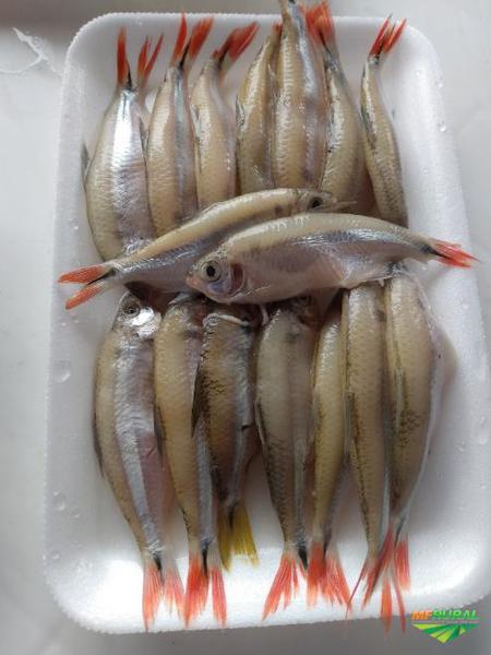 Primato Supermercado | PEIXE LAMBARI 400G PESCADOS TOLEDO